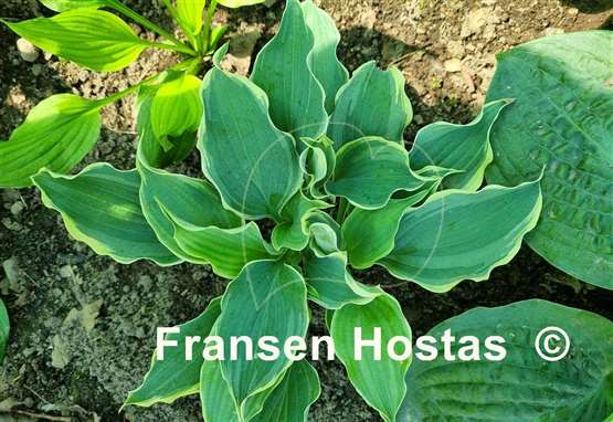 Hosta Hope Springs Eternal - Fransen Hostas Hosta Hope Springs Eternal - Fransen Hostas